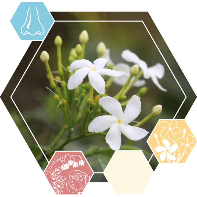 Fragrance raw material Archives - Page 2 of 24 - Hekserij : Hekserij