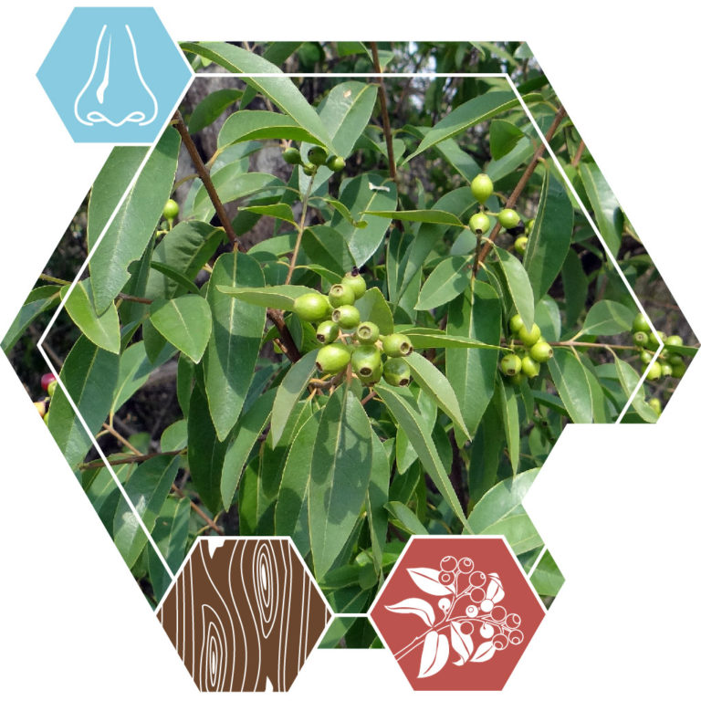 Fragrance raw material Archives - Page 3 of 26 - Hekserij : Hekserij